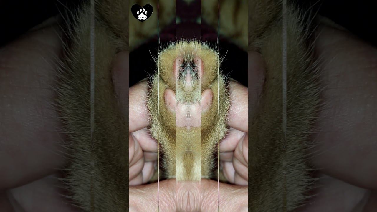 Весенние ранки кошаков