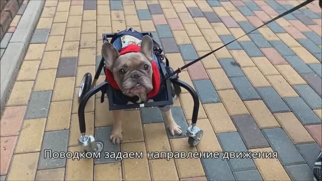 Четырехколесная коляска (квадро) Animal Mobile для собак с нарушением координации.