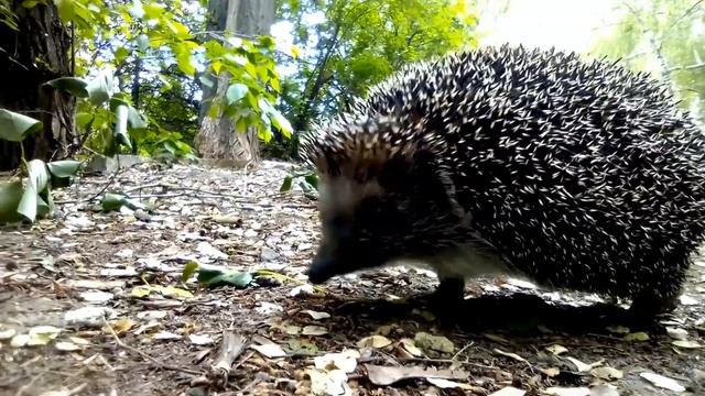 Ежики в Солнечном