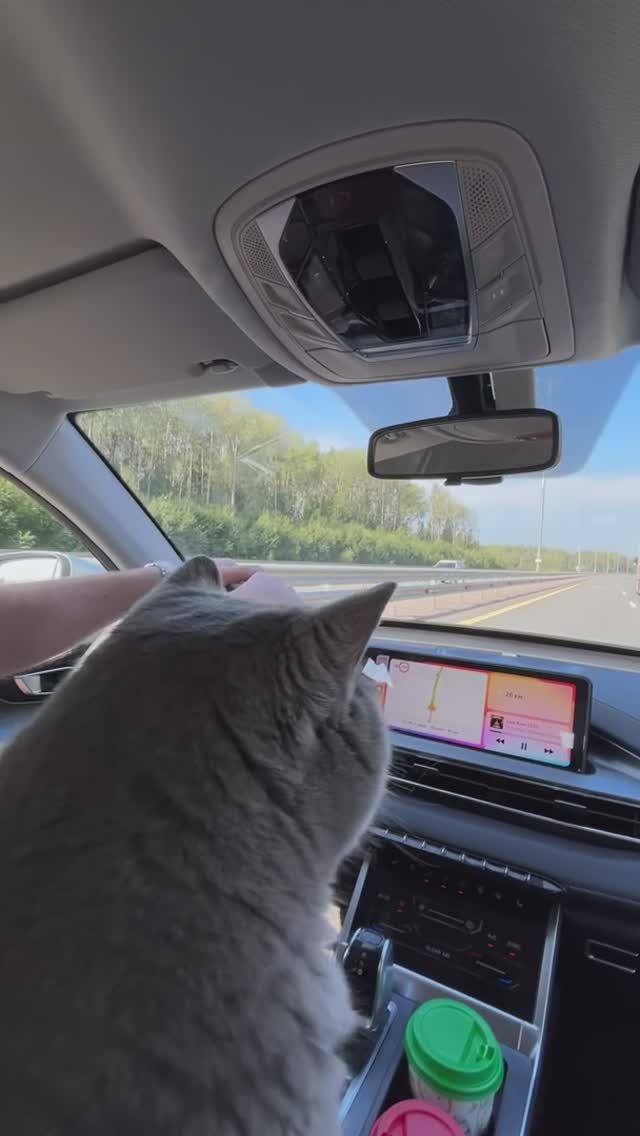 Котоконтроль - серьезная вещь!