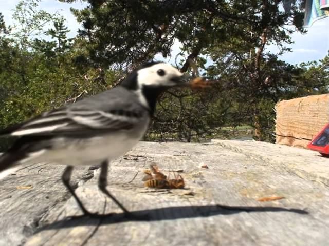 Завтрак на халяву
