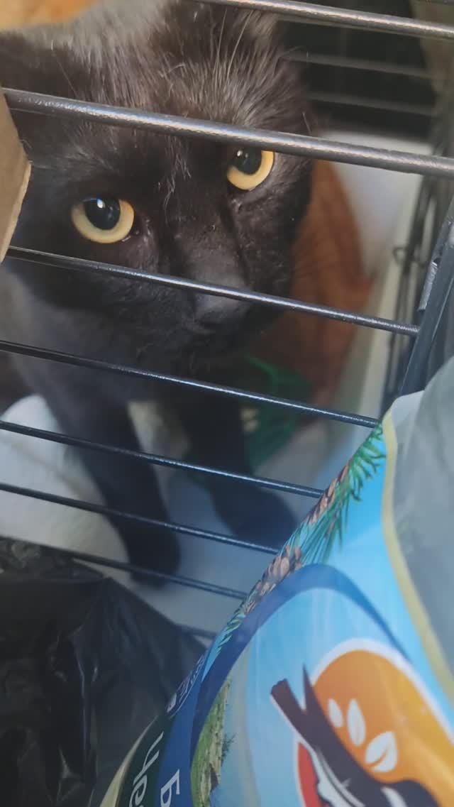 Развод дело жёсткое, даже для котов.