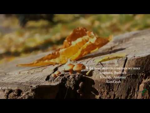 Времена года  Короткометражный фильм