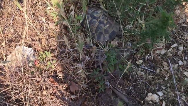 Вокруг Европы по воде (эпизод 14:остров Мармара - пролив Дарданеллы). Нашли черепаху!