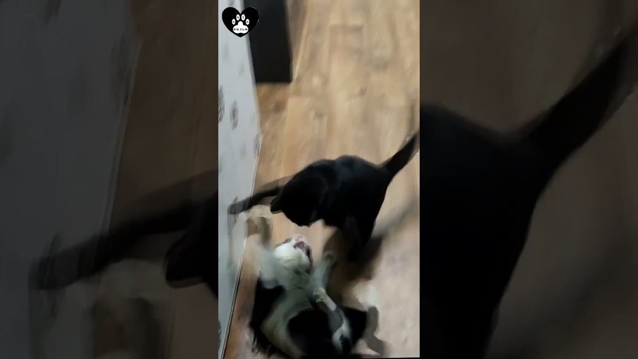 Кости бряг-бряк