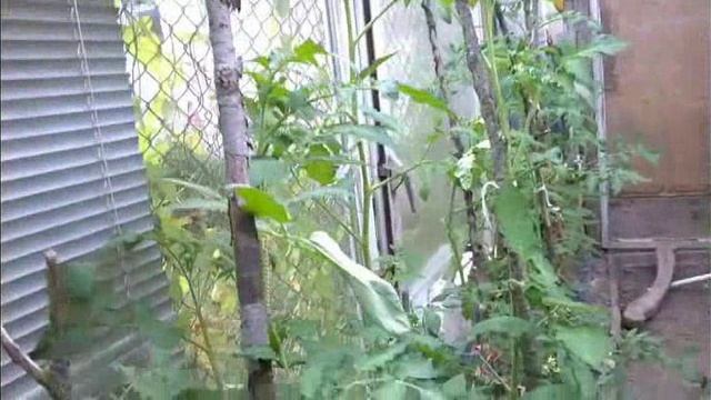 2018 Июнь Мама я