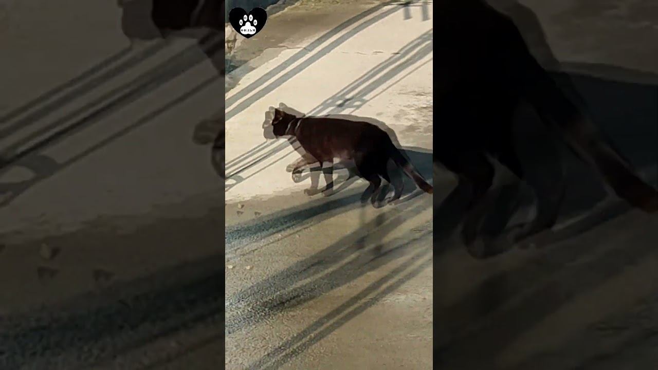 Моя игрушка