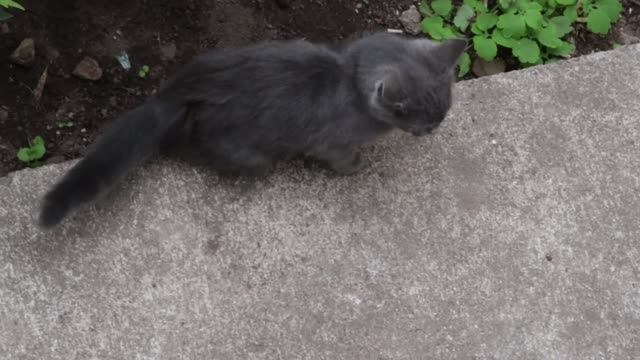 Живопырка играет.