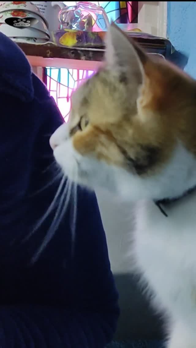 Дай вишенку