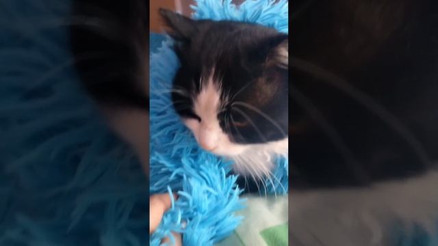 люблю котиков и стихи