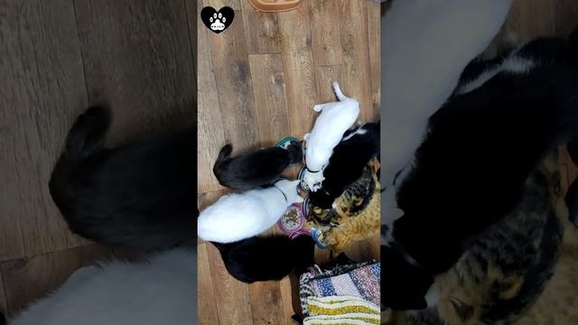 Свободные тарелочки (стульчики)