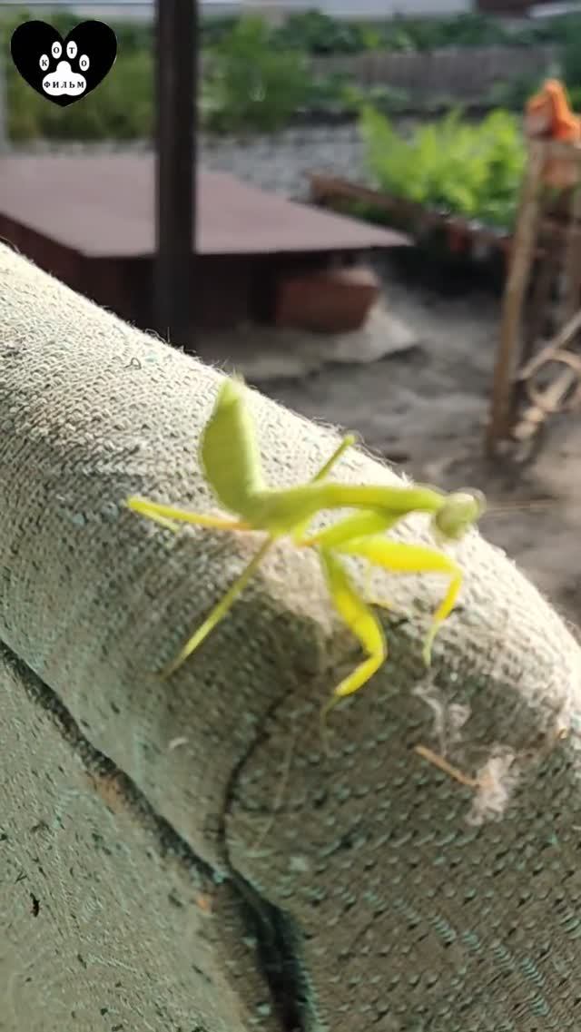 Нападение богомола