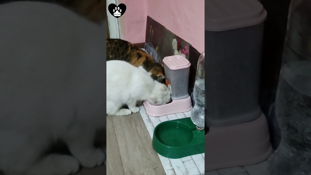 Нацарапала порцайку