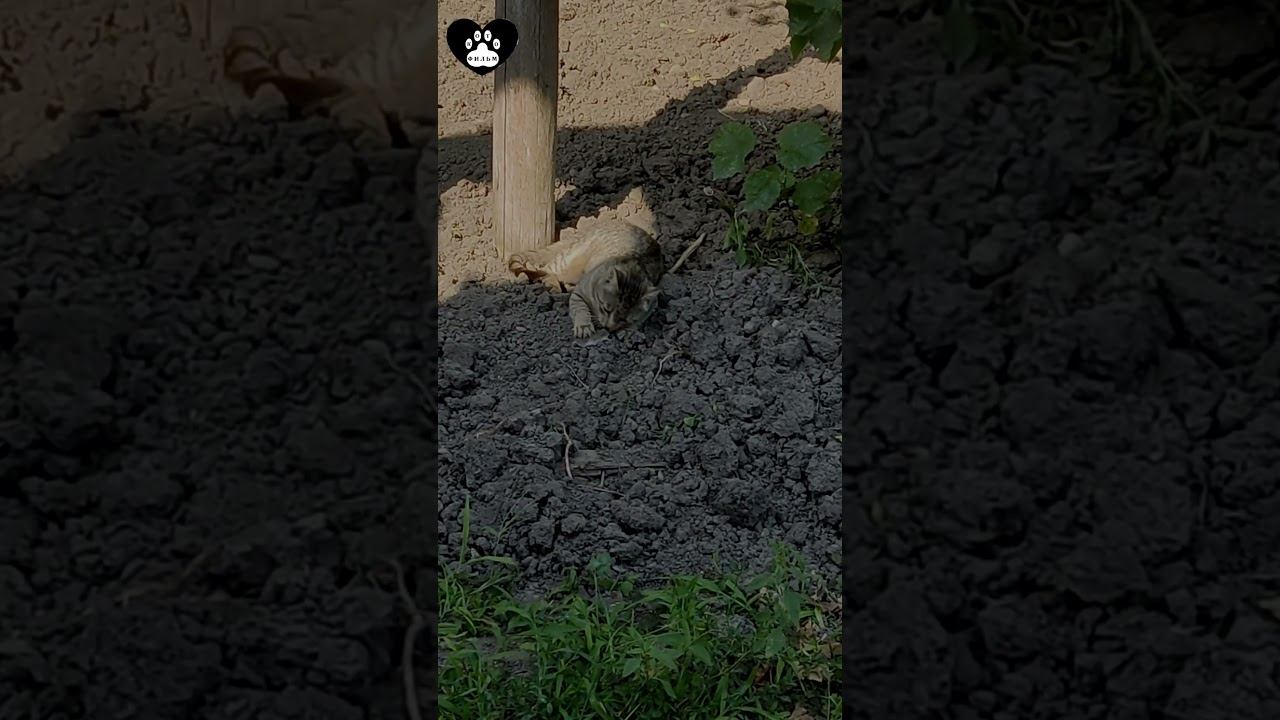 Не отдам мышку, она моя без остатка...