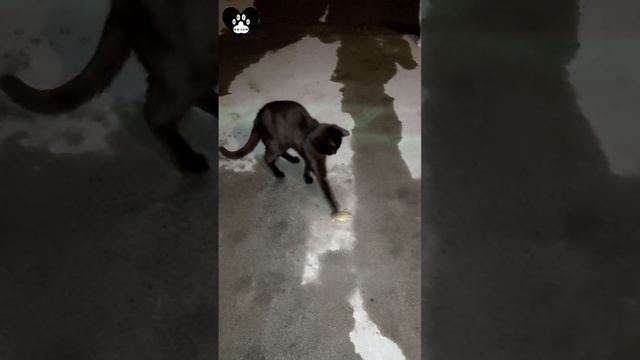 Принцесса или жаба