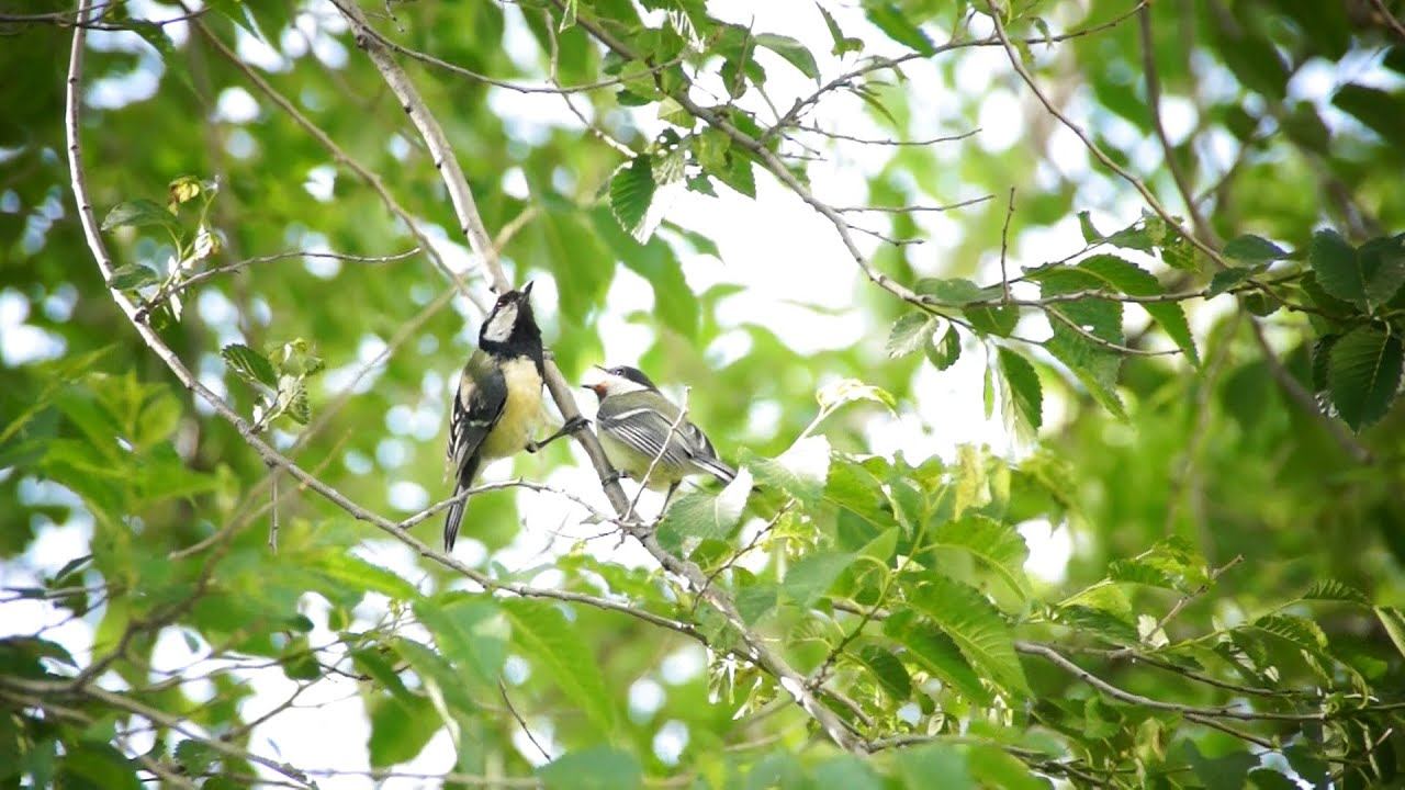 Кормление птенцов синицы