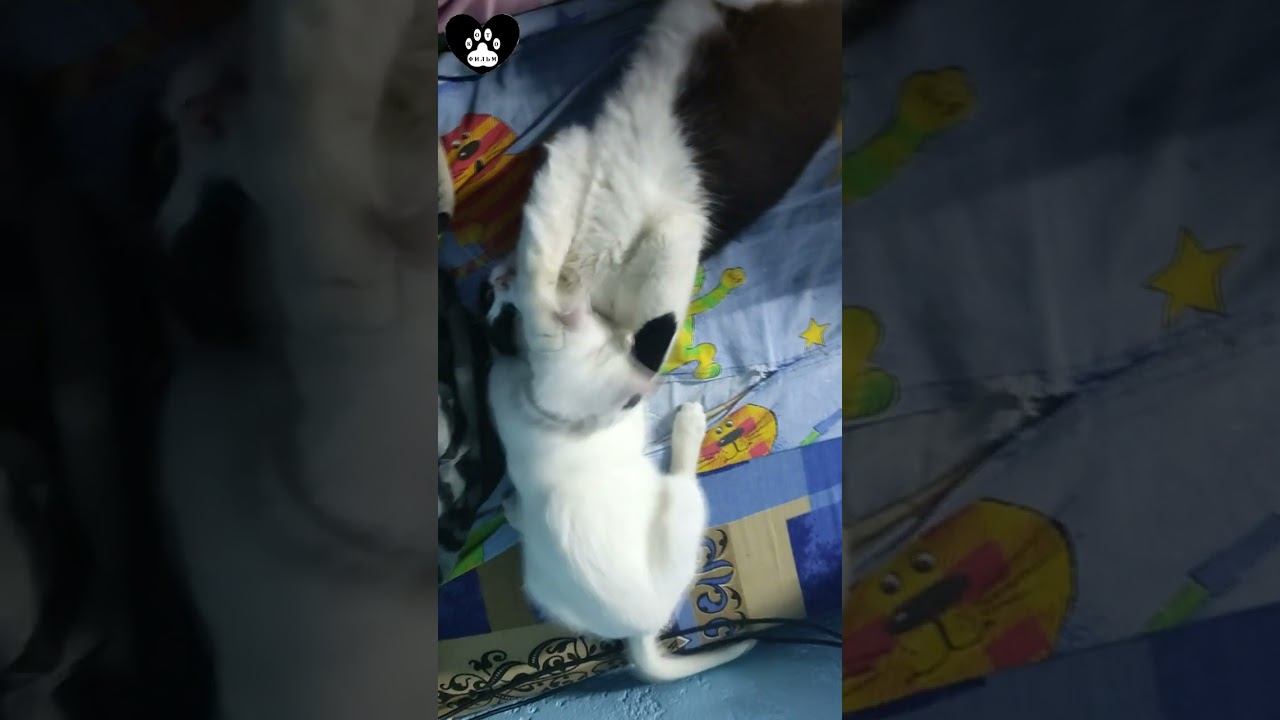 Чего она ко мне пристала?!