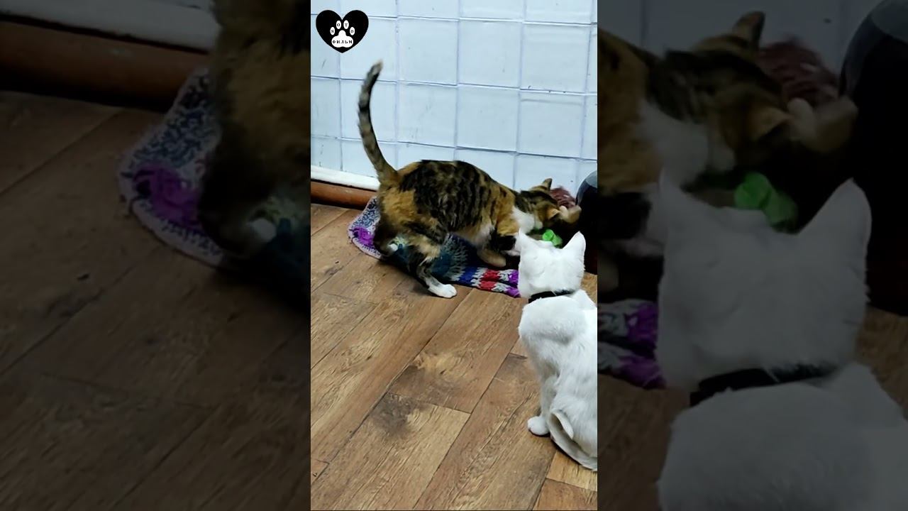 Рыжая, пошли кушать