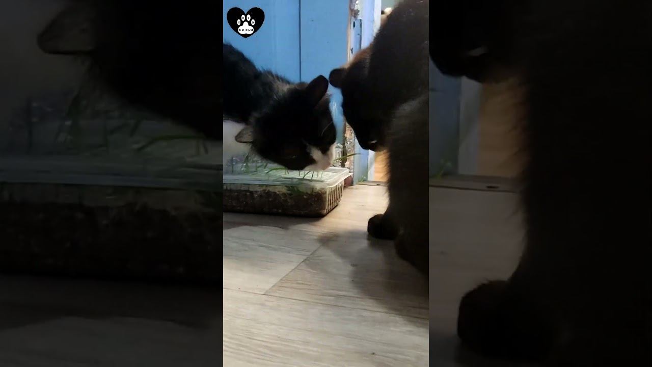 Травкина витаминка