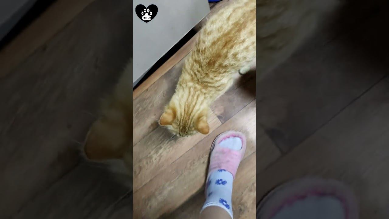 Вкусняшечку дашь?