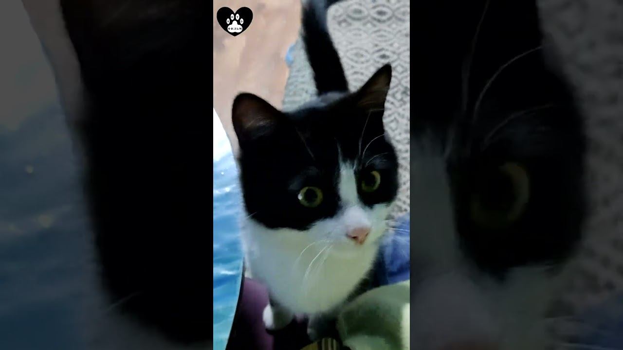 Я молодец, погладь меня!