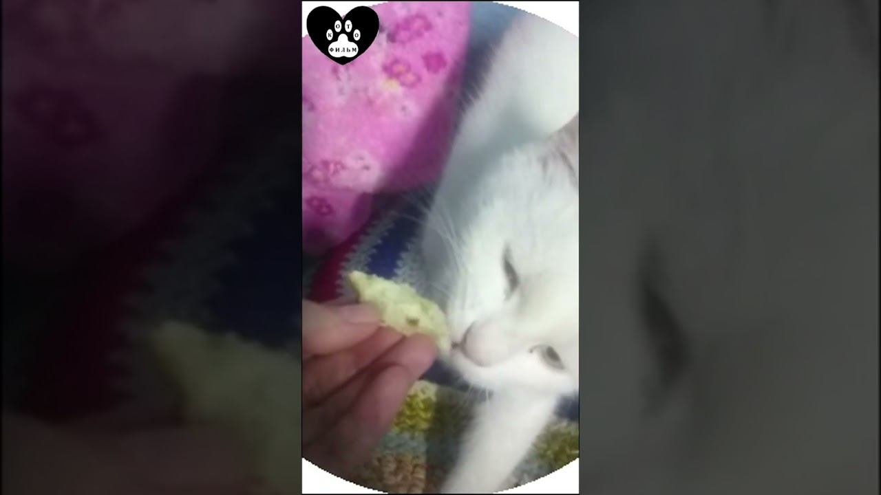 Луковые оладушки