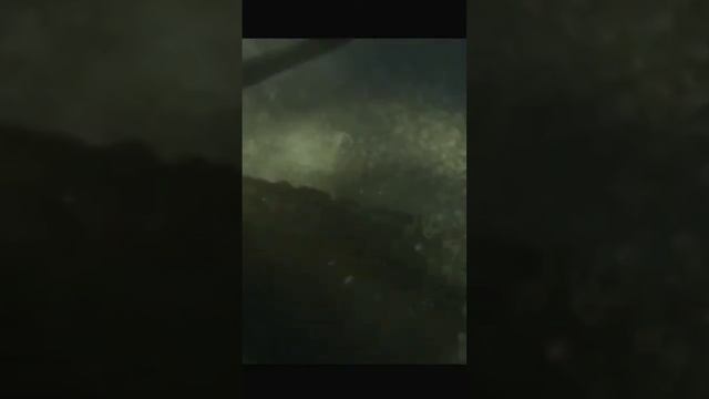 Первое появление big сома!