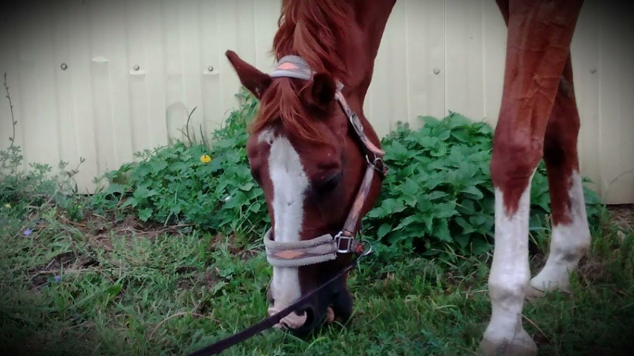 Ясная поляна. Эльбрус