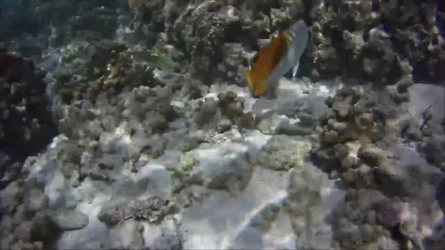 Мальдивы.Снорклинг 1