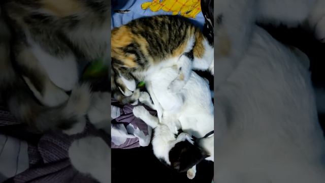 Моя лапка грязнее