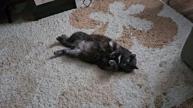 Кошечка в новом доме