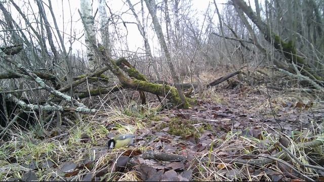 Синички прочесывают лес зимой, пока не выпал снег.