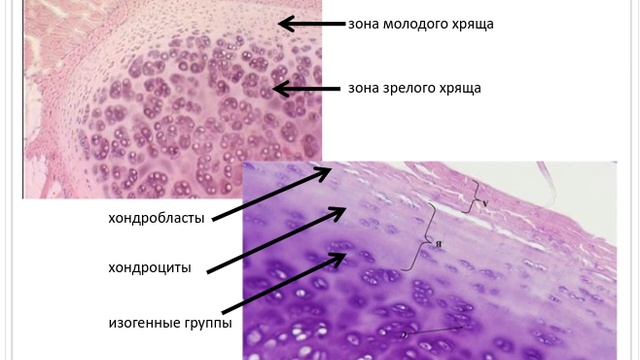 Лекция 7.1. Скелетные соединительные ткани: Хрящевые ткани | Князева Л.А.