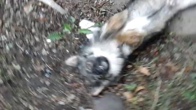 09.2018 002 Чипоня-радости жизни