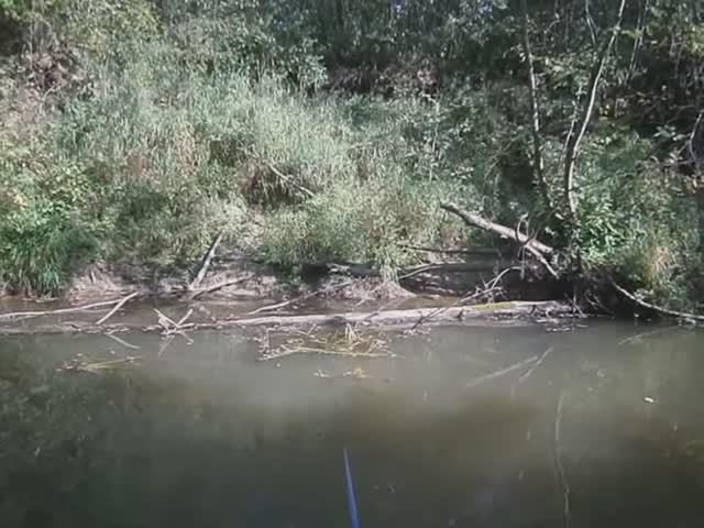 Ловля  окуня