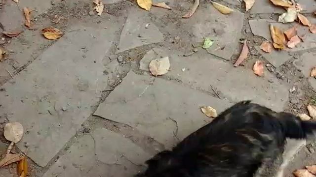 Чипон просит