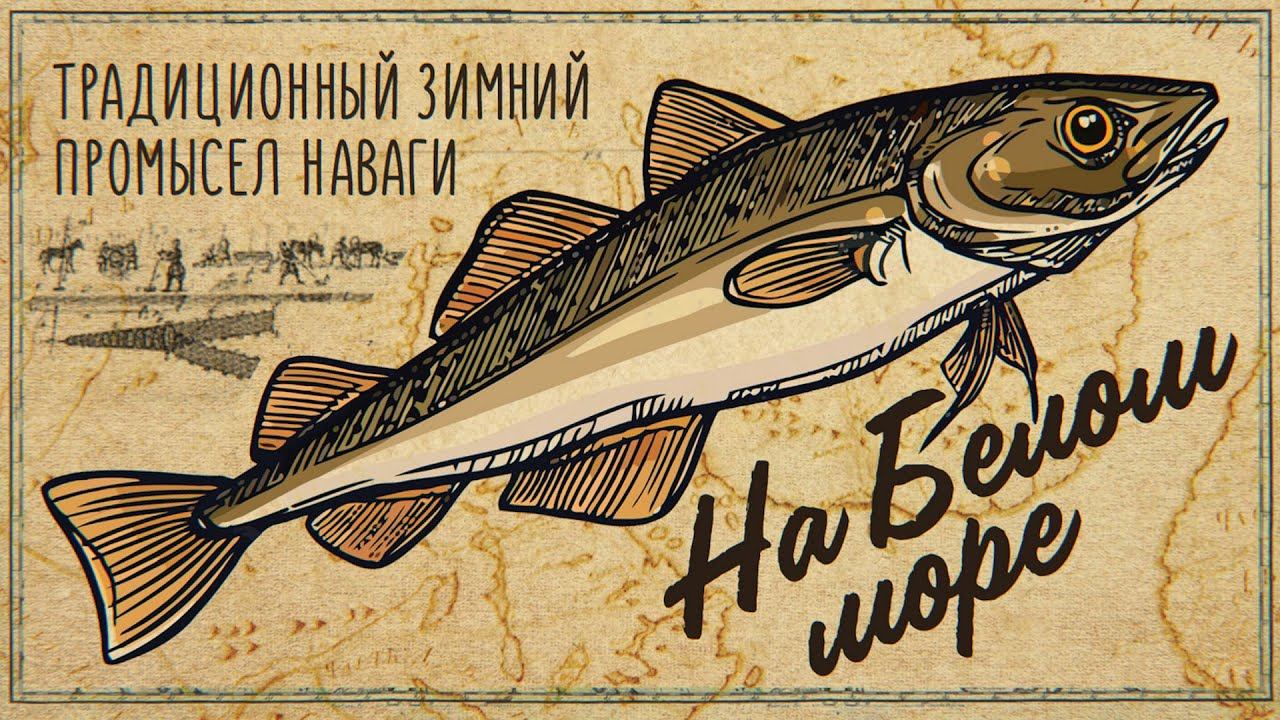 Традиционный зимний промысел наваги на Белом море