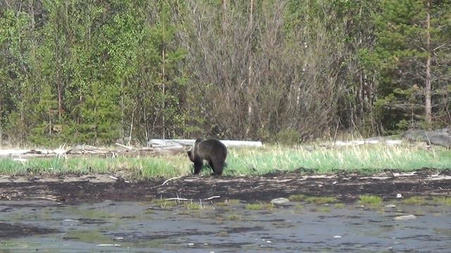 Абориген  2015 г.