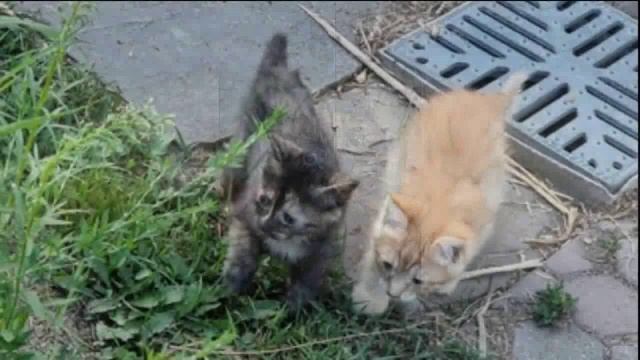 Невидимка Цирилла