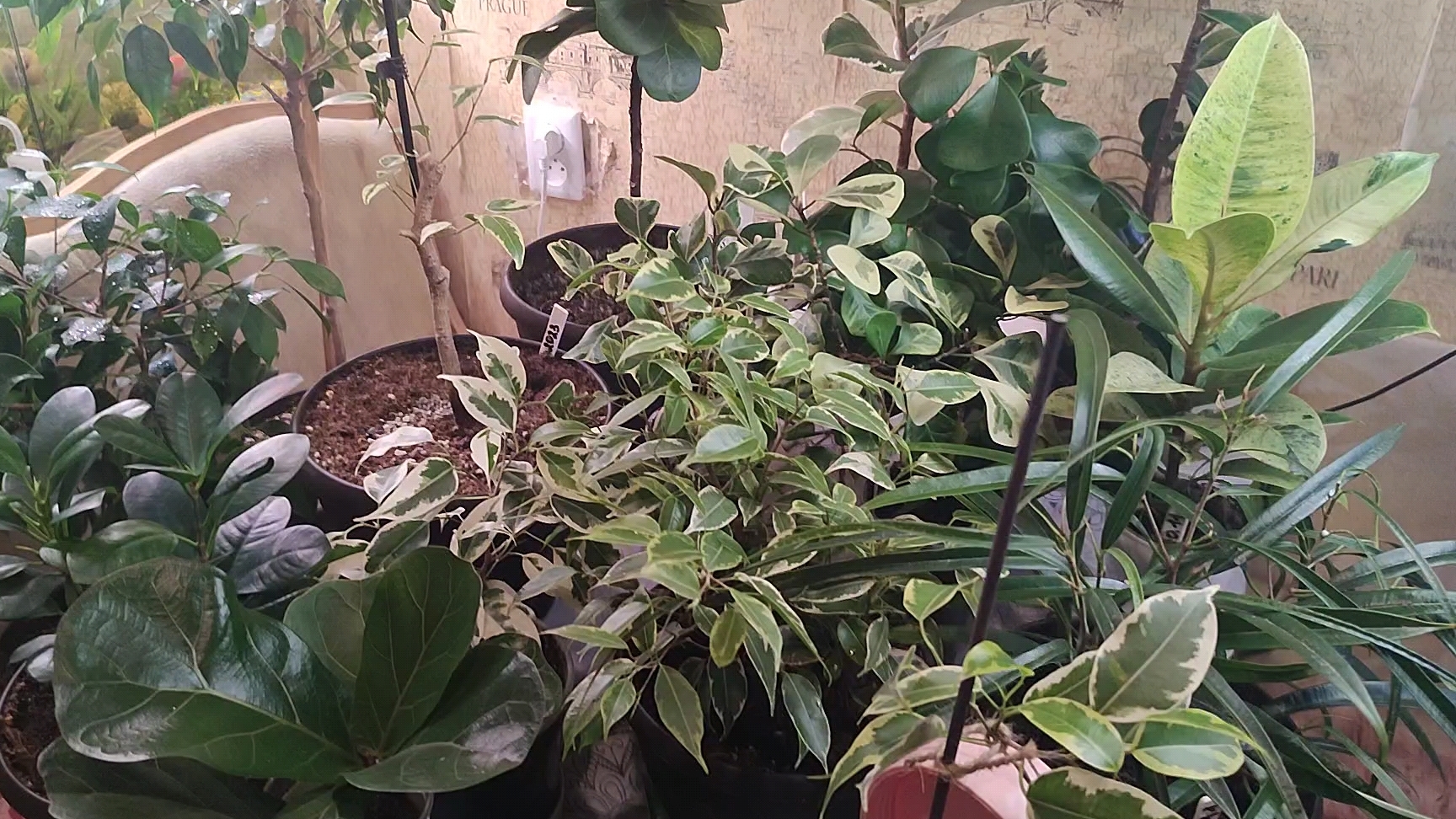 мои фикусы в декабре 2024