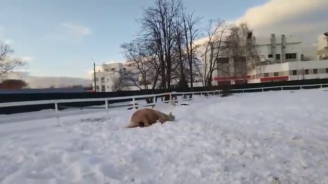 Первый день после приезда Масяни