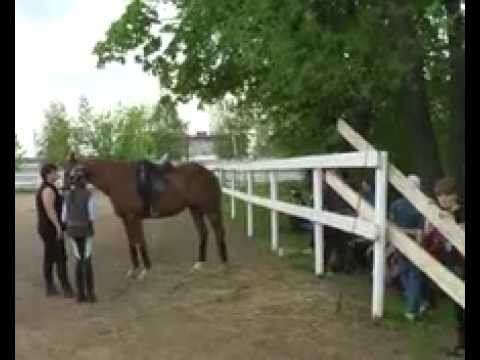 мой друг лошадь акция для сирот