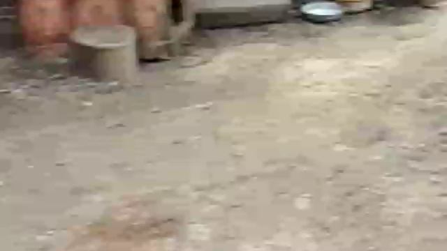 Чипоня-энерджайзер