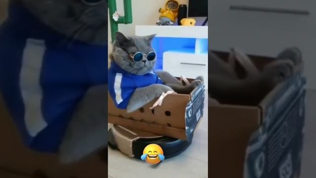 в любой ситуации буть как кот😂🤣