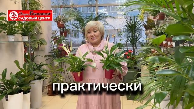 Обретите «Женское счастье» в Магазине горшечных цветов Веры Глуховой😉