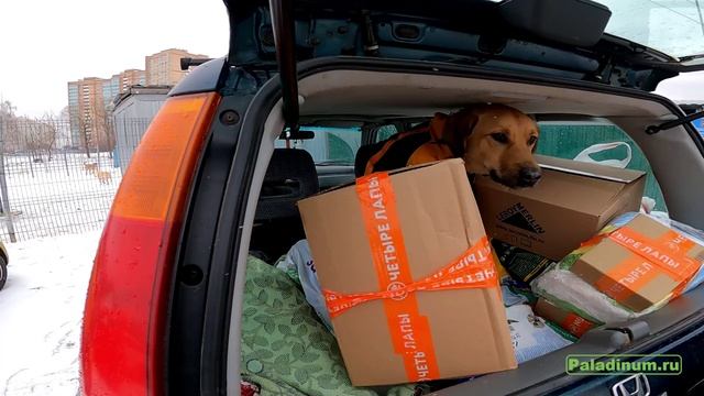 Элвин-волонтёр - собака из приюта