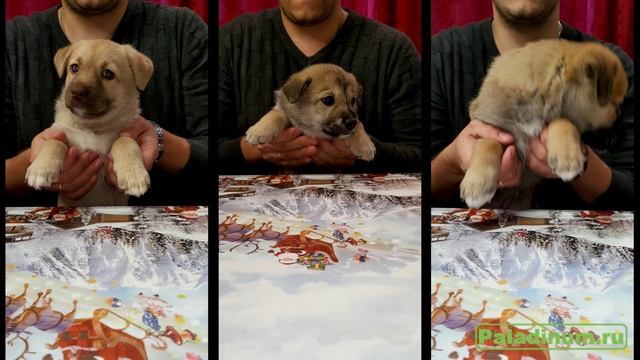 Щенки-барабанщики