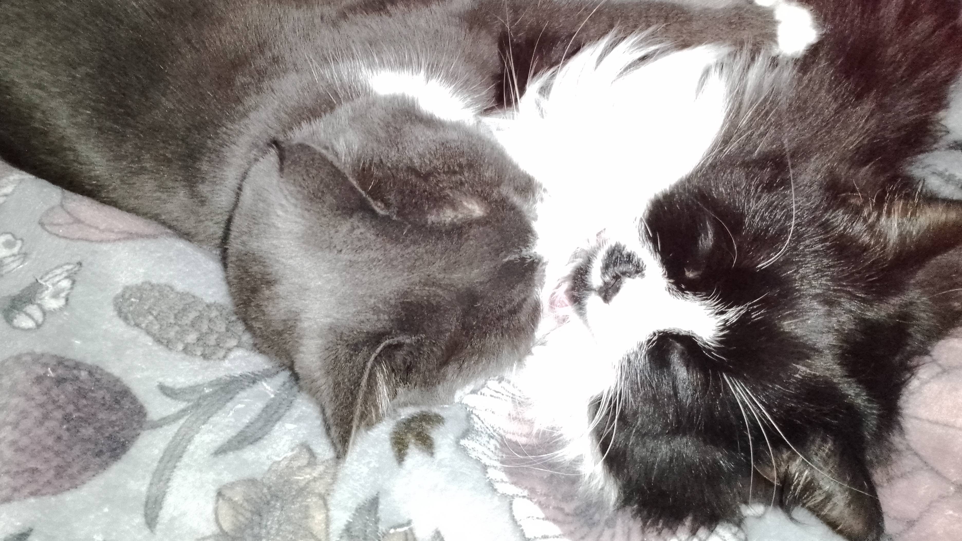 Тиша и Жозя приходят погладиться и полежать вместе