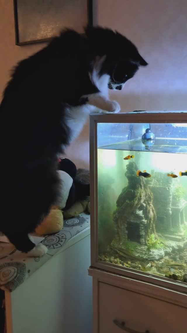 Жозя помогает чистить аквариум