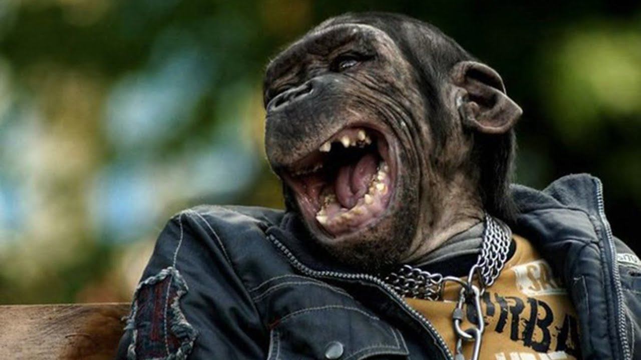 Отстегните хвост